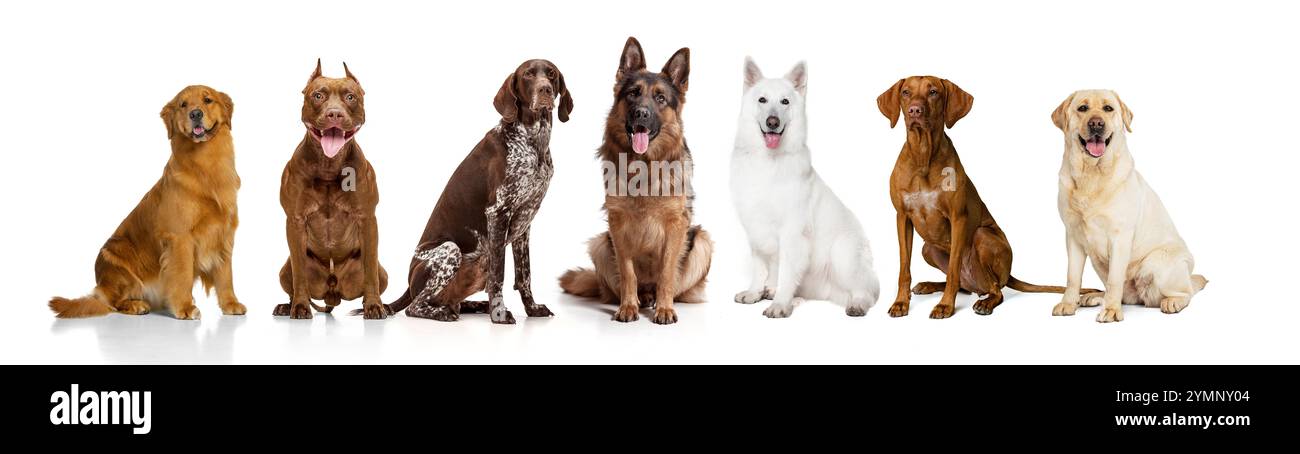 Set of seven different purebred dog breeds sitting side by side, all ...