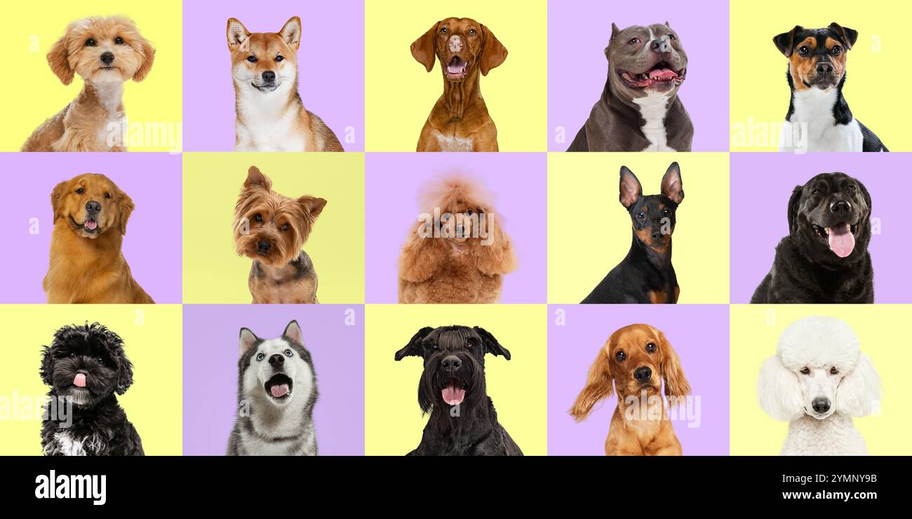 Collage of various dog breeds in different size and color against ...