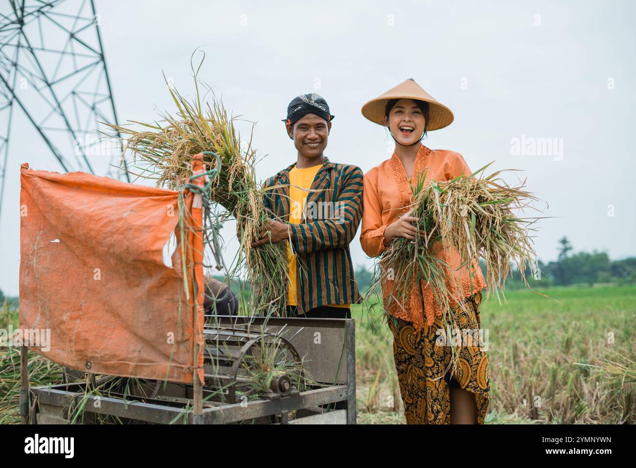 Farmers are harvesting rice in fertile fields using various tools and ...