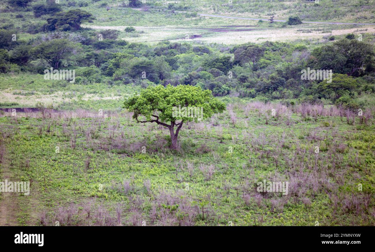 Tree in african savannah hi-res stock photography and images - Alamy