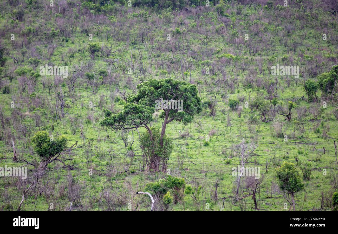 Acacia tree in African savannah landscape. Vachellia tortilis in South ...