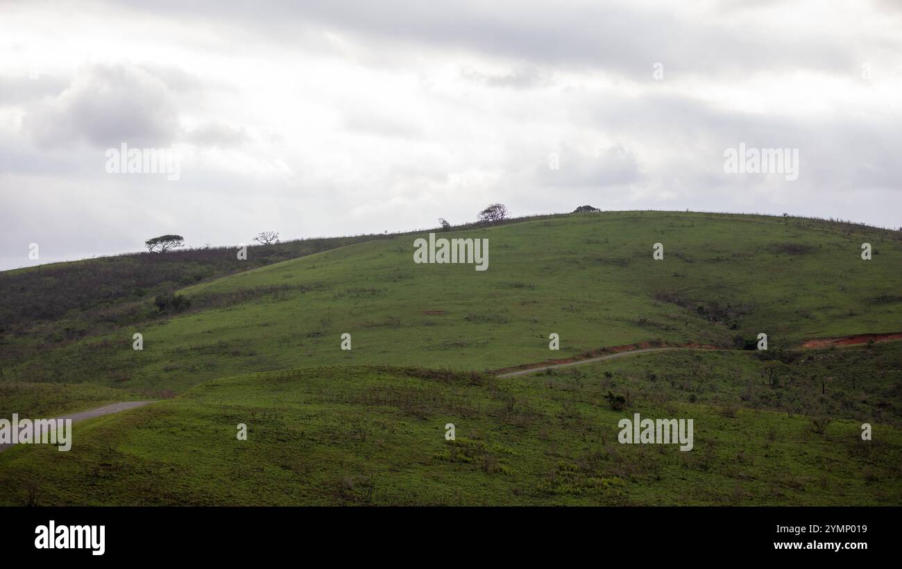 Green grass hill and scattered trees in Hluhluwe park, South Africa ...