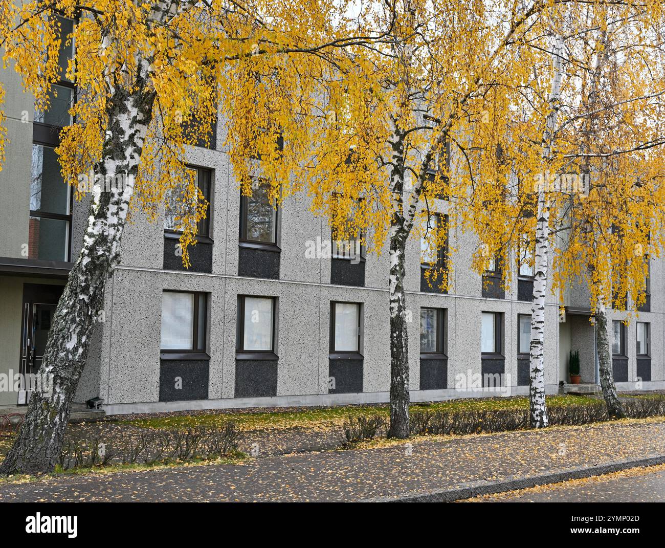 This photo features an urban setting with a row of birch trees with ...