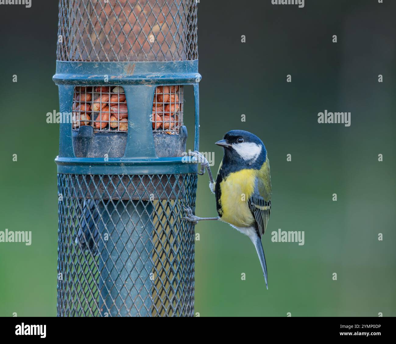 Burton mere wetlands rspb hi-res stock photography and images - Alamy