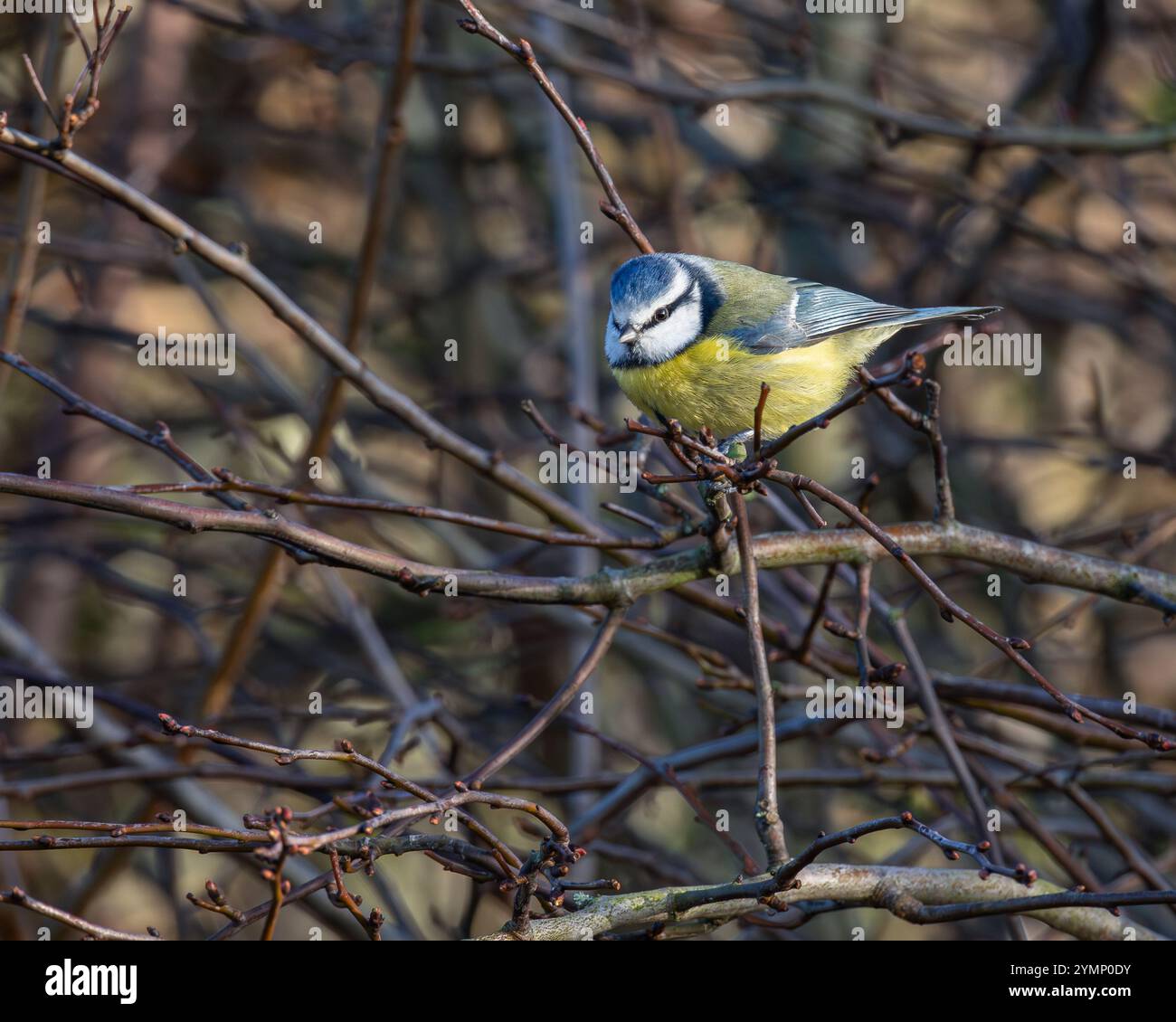 Burton mere wetlands rspb reserve hi-res stock photography and images ...