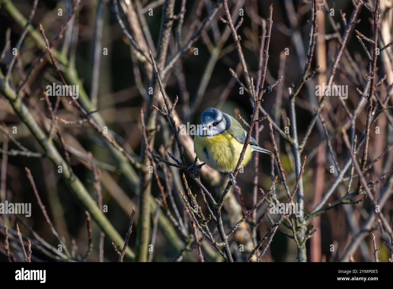 Burton mere wetlands rspb hi-res stock photography and images - Alamy