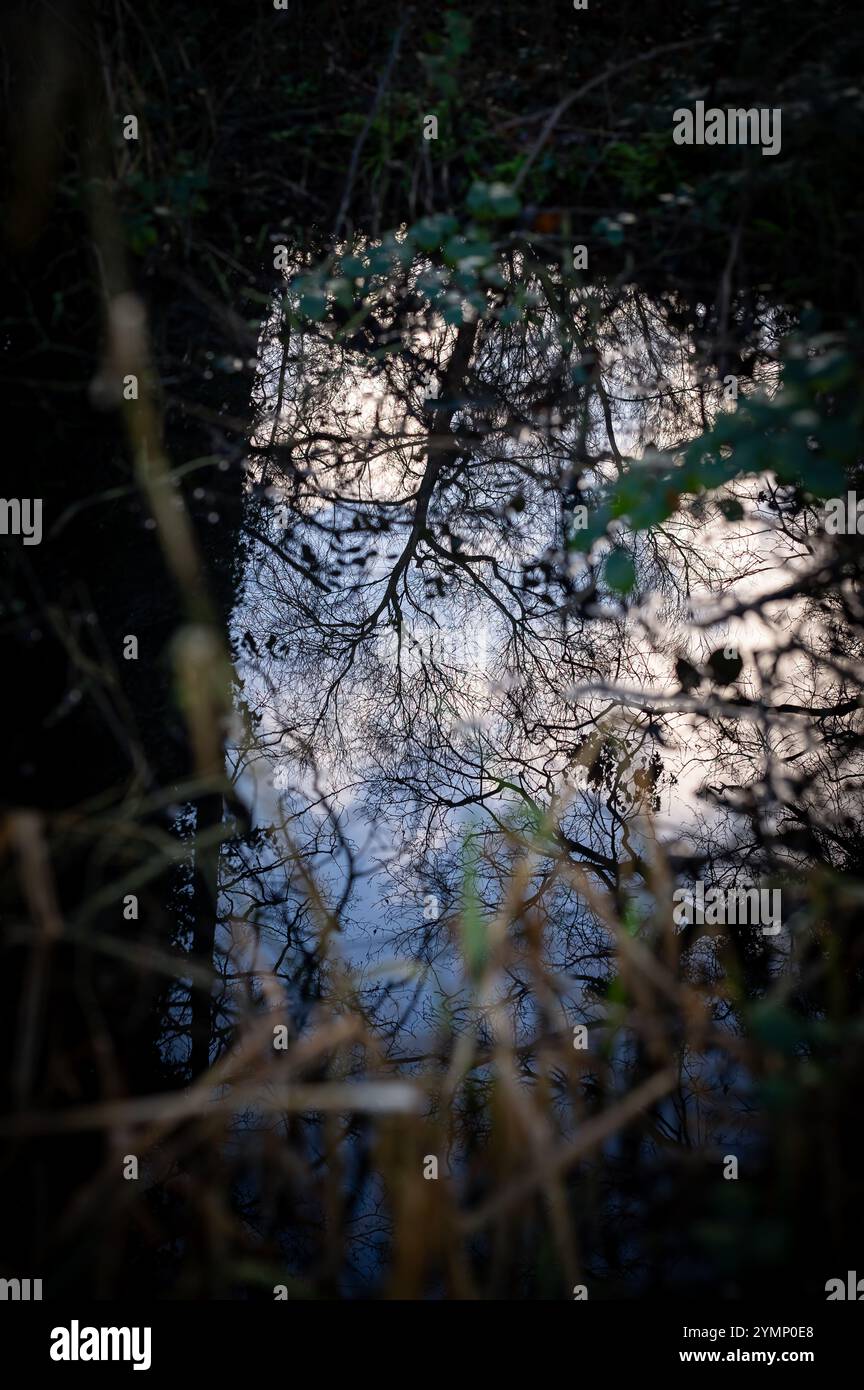 Burton mere wetlands rspb reserve hi-res stock photography and images ...