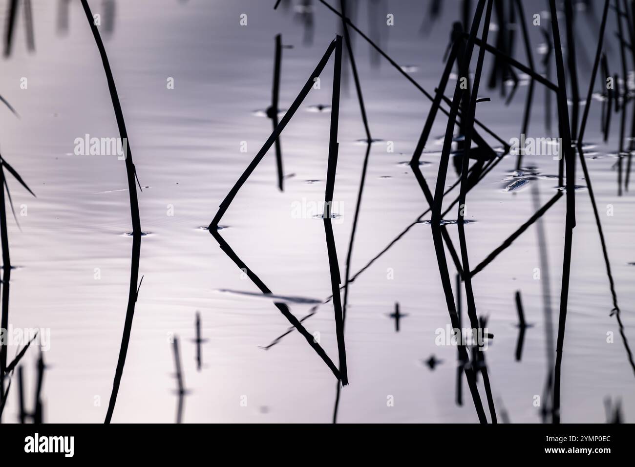 Burton mere wetlands rspb hi-res stock photography and images - Alamy