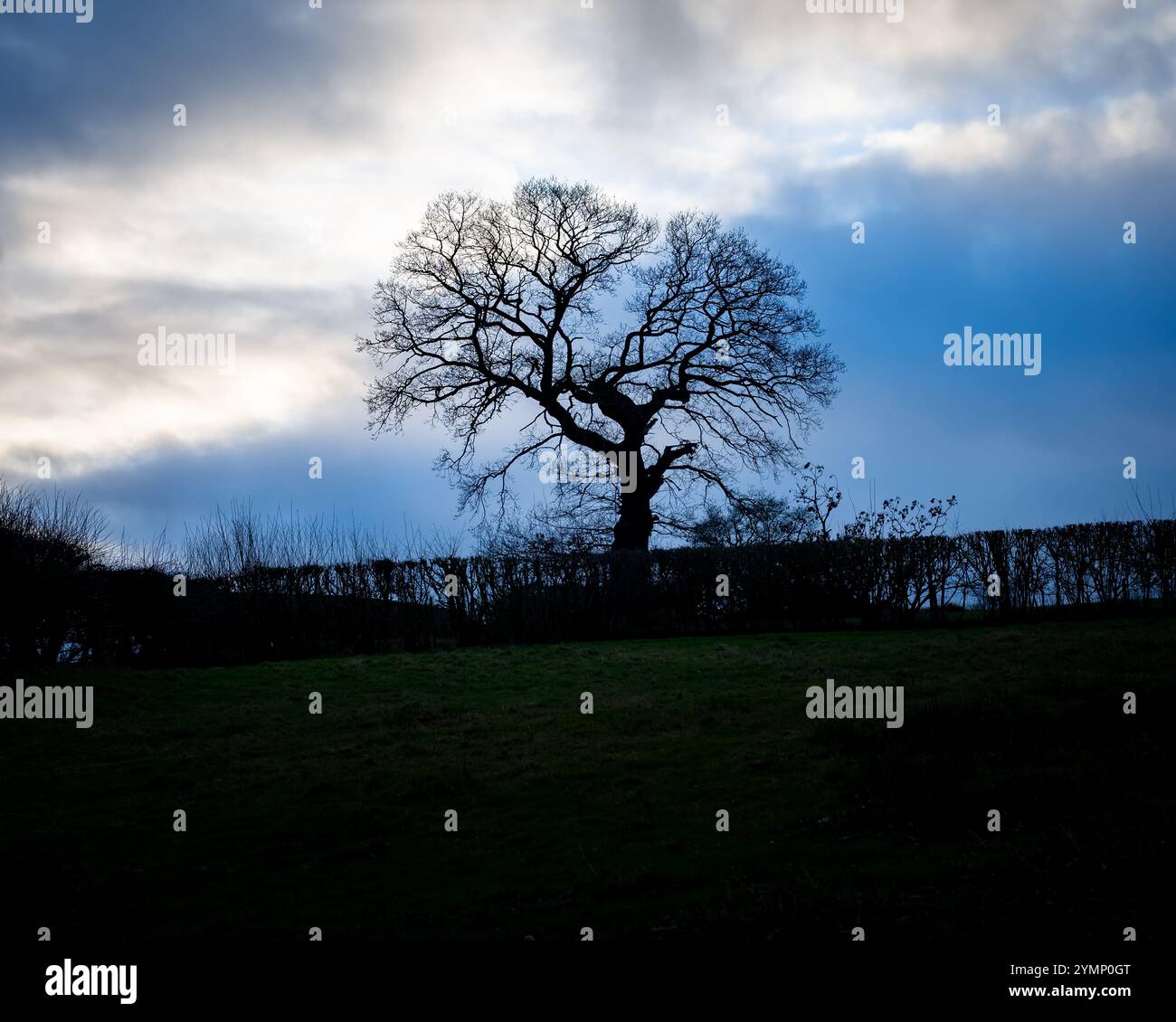 Burton mere wetlands rspb reserve hi-res stock photography and images ...