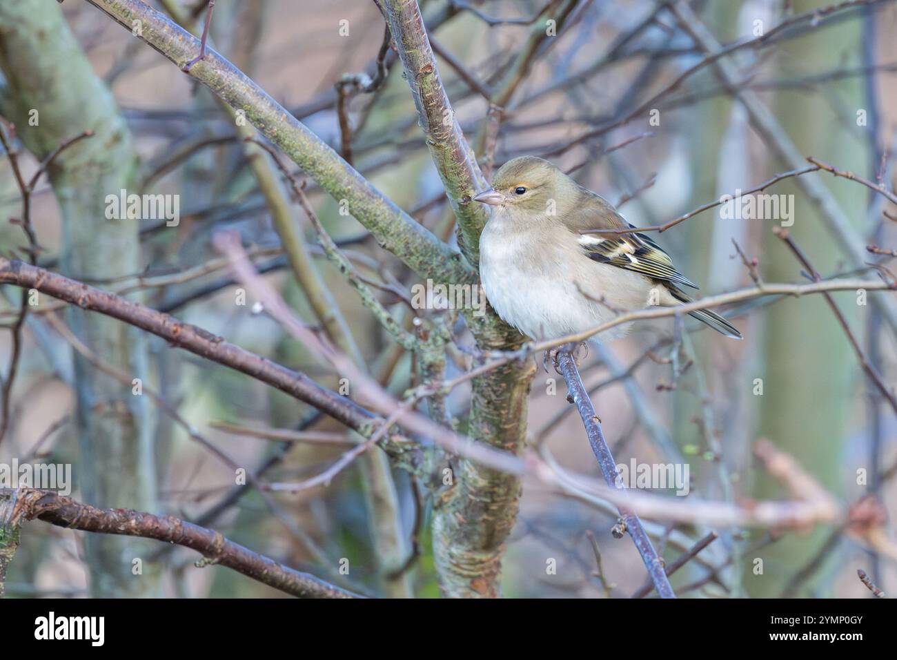 Burton mere wetlands rspb hi-res stock photography and images - Alamy