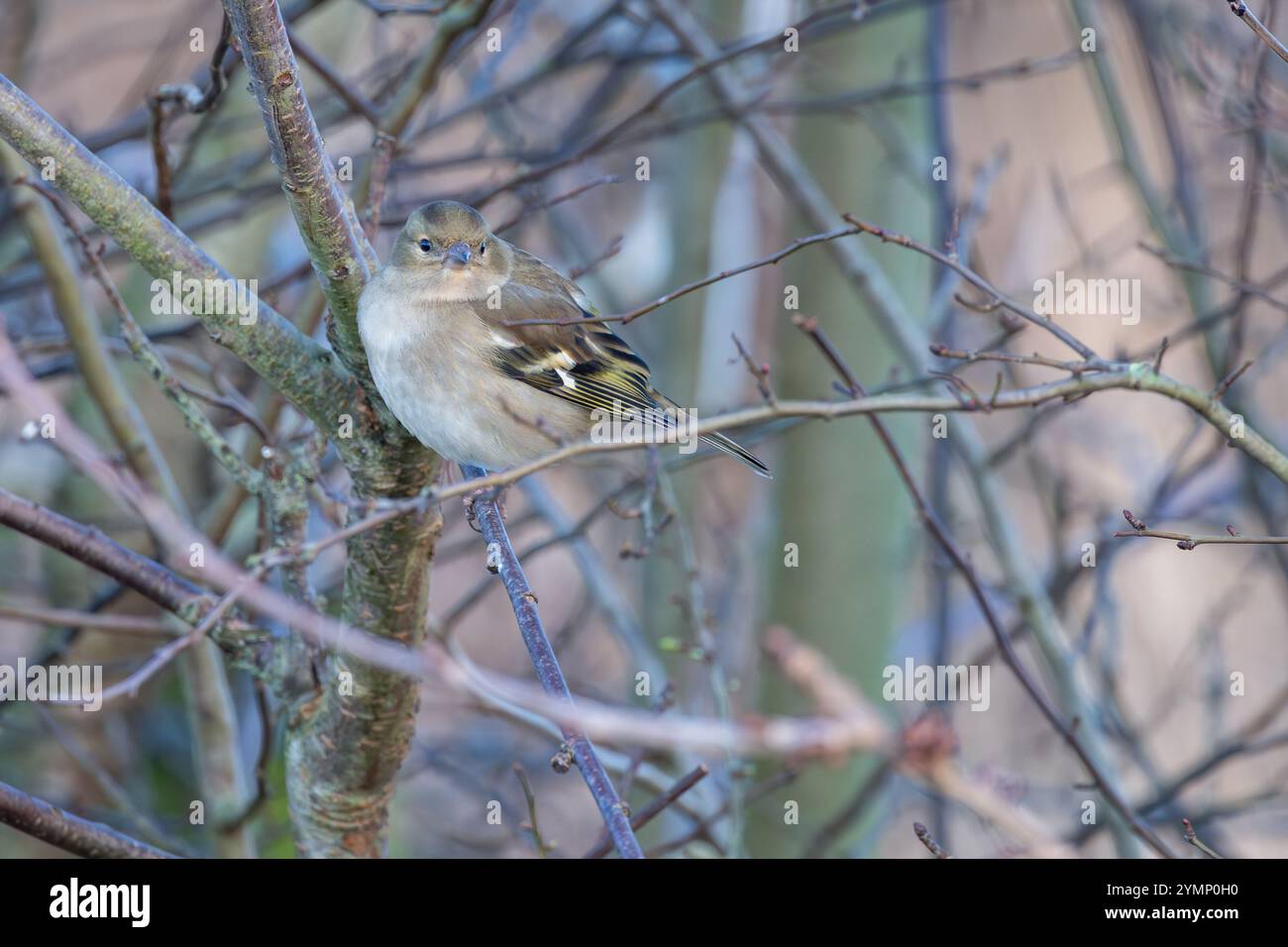 Burton mere wetlands rspb hi-res stock photography and images - Alamy