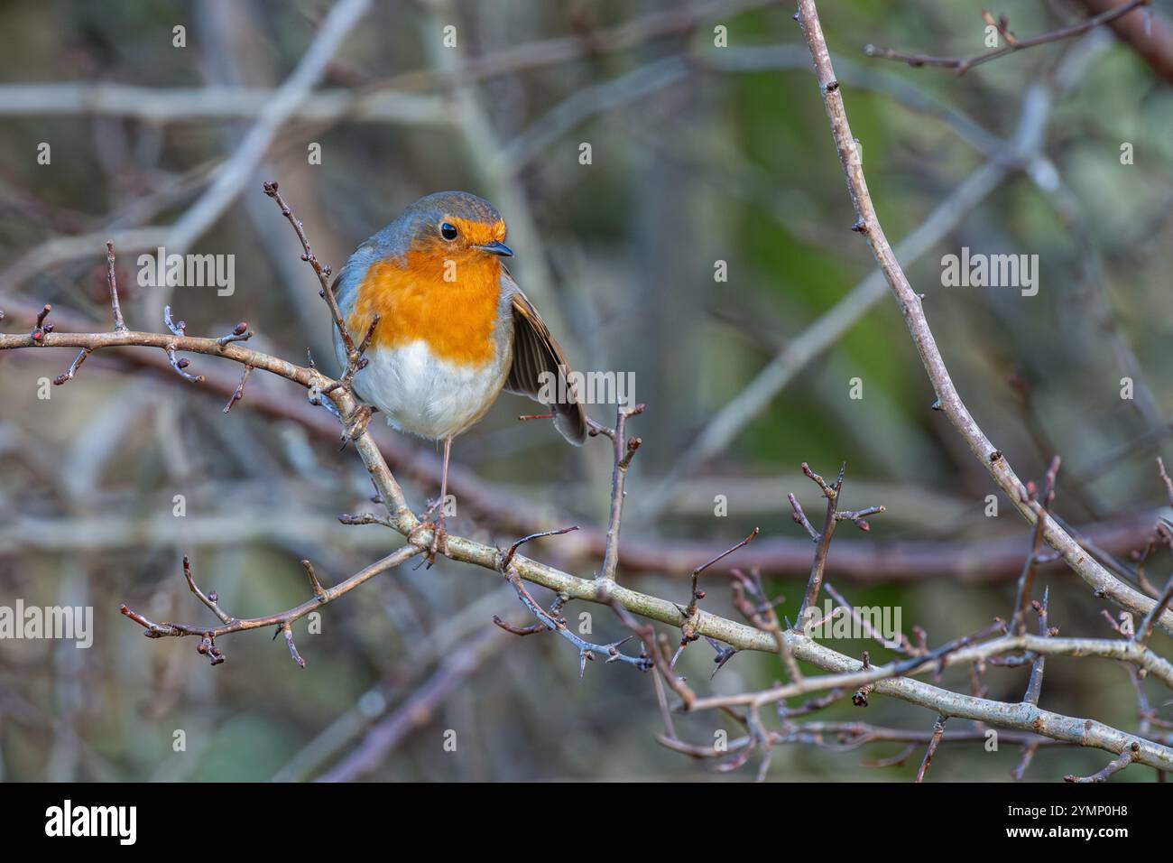 Burton mere wetlands rspb hi-res stock photography and images - Alamy