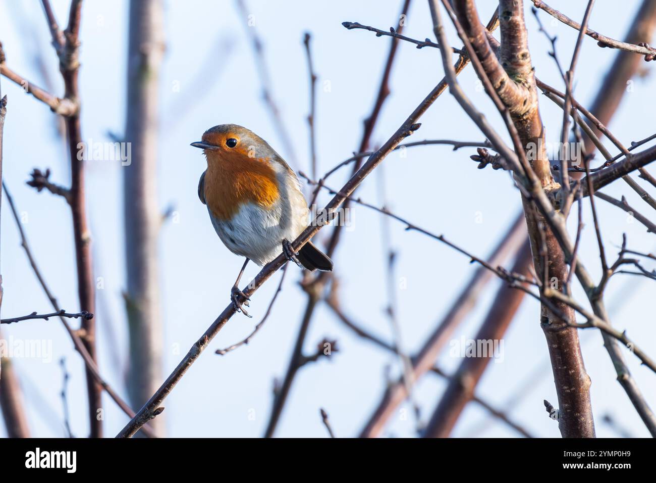 Burton mere wetlands rspb hi-res stock photography and images - Alamy