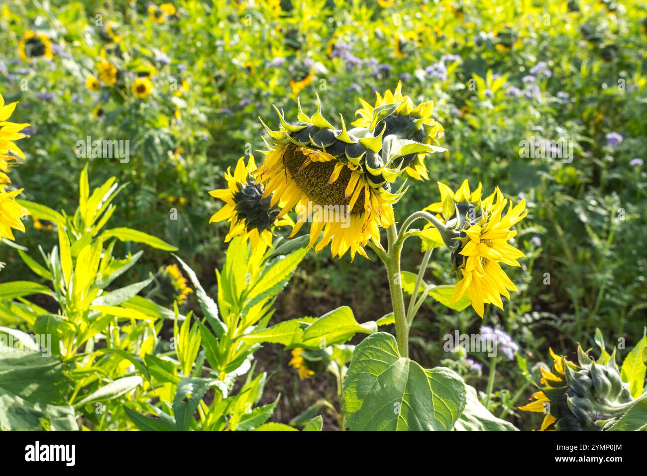 Crop rotation hi-res stock photography and images - Alamy