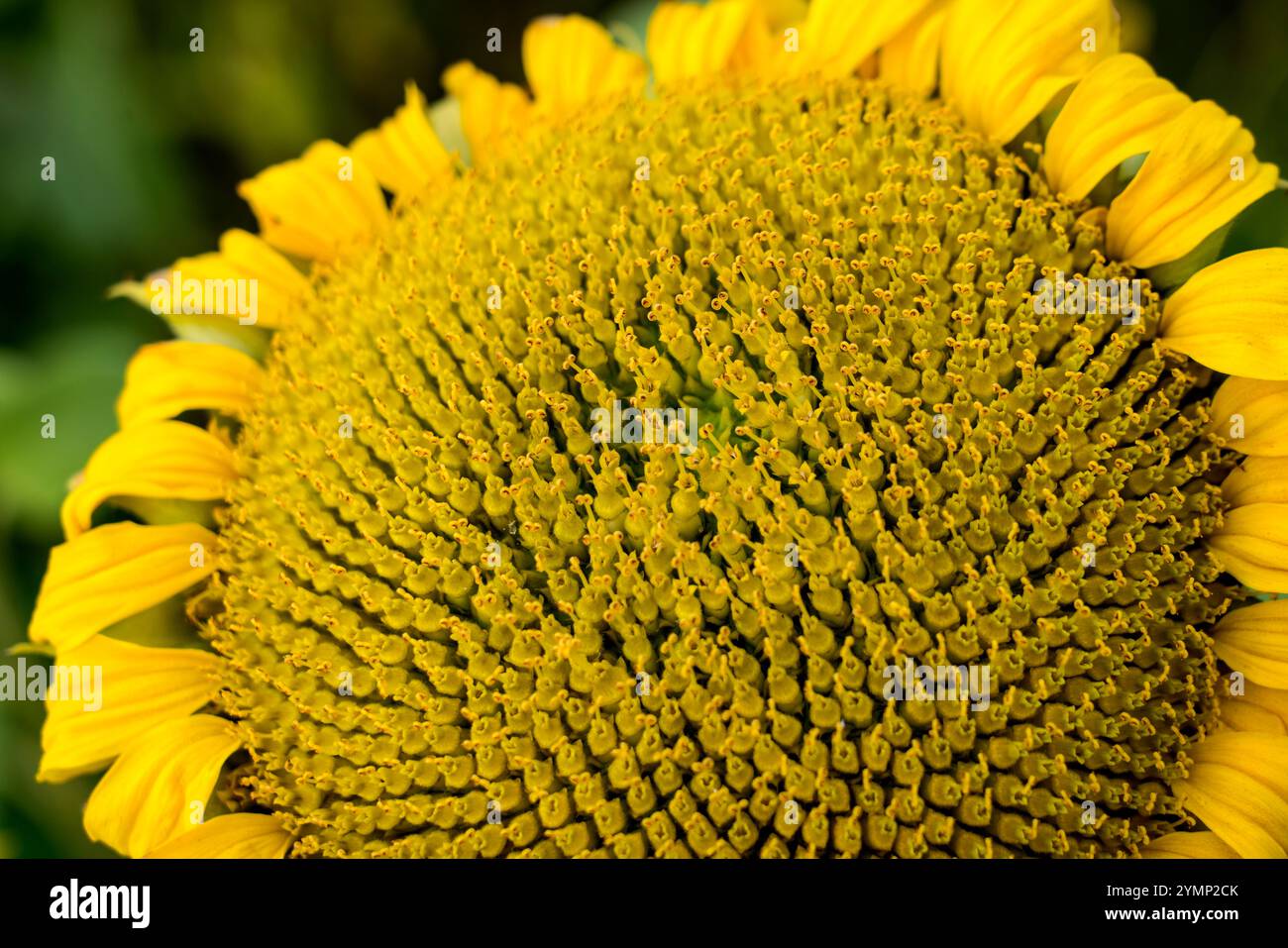 Field crops cover hi-res stock photography and images - Alamy