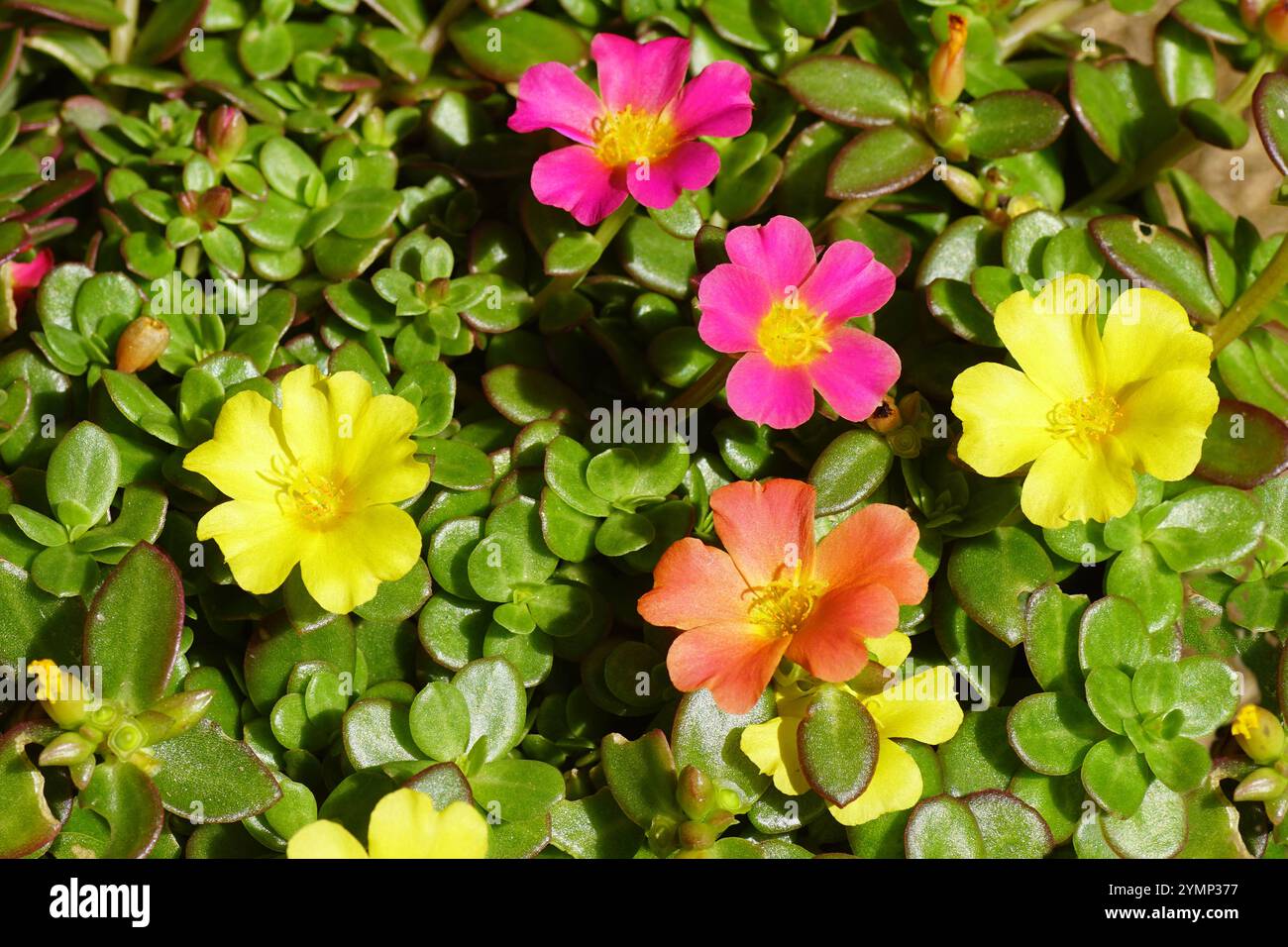 Close up flowers of Portulak 'Carnaval', Moss rose (Portulaca ...