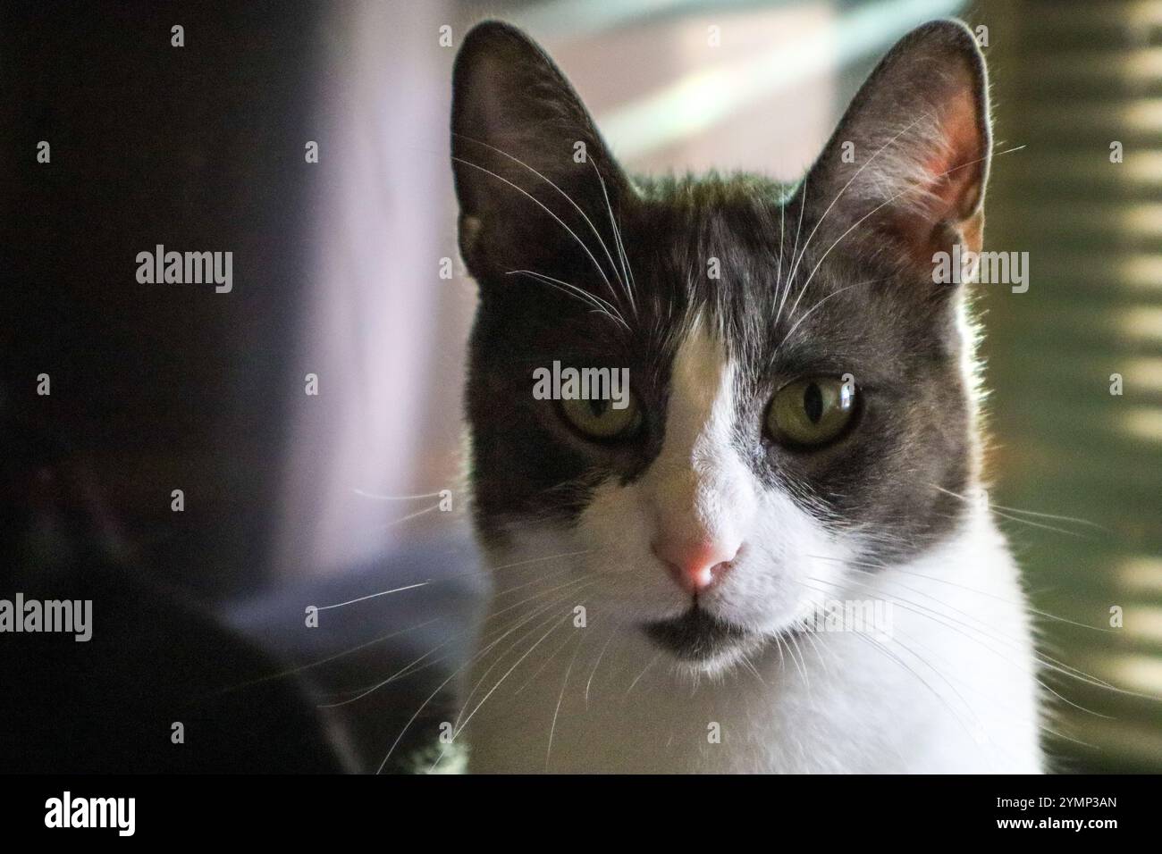 Cat face closeup hi-res stock photography and images - Alamy