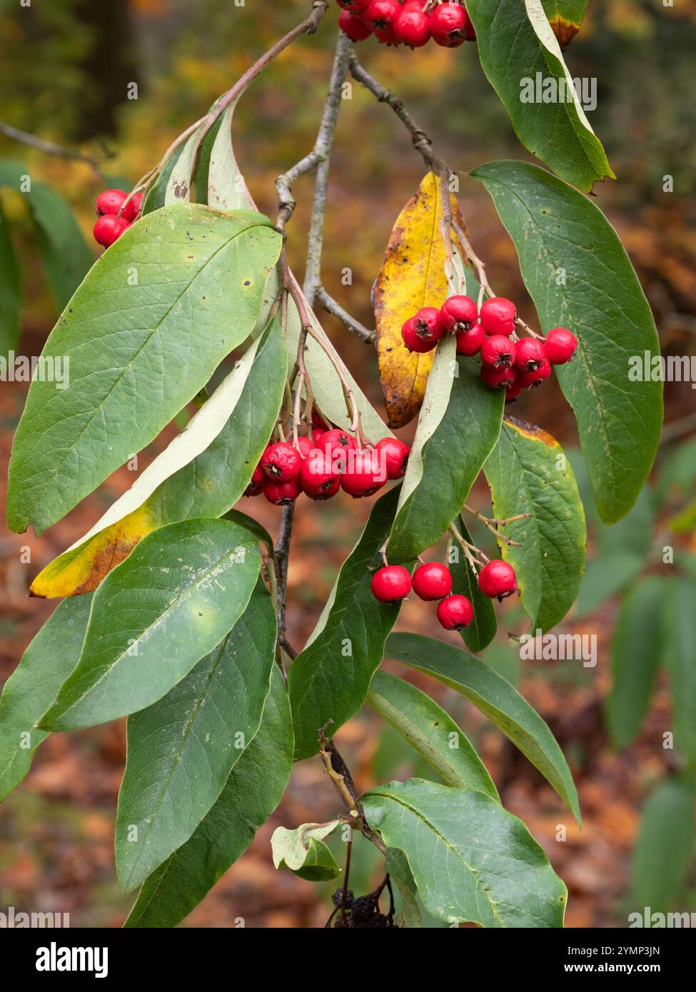 Frigidus hi-res stock photography and images - Alamy