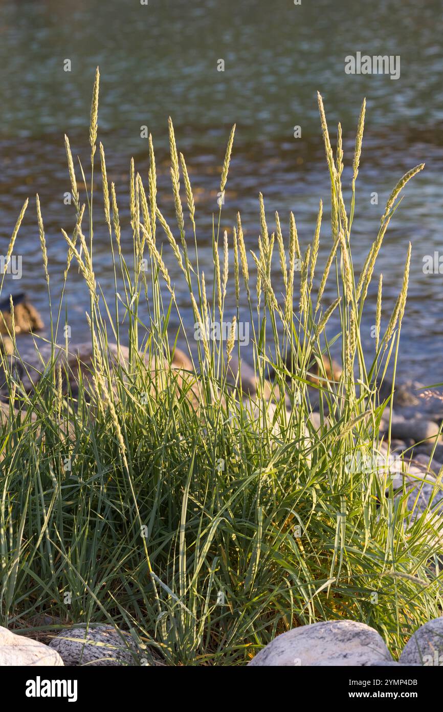 Seigle de mer hi-res stock photography and images - Alamy