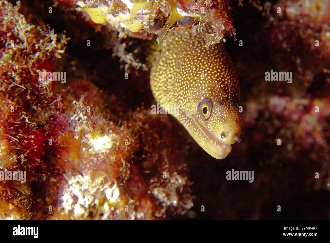 Marine predator eyes hi-res stock photography and images - Alamy