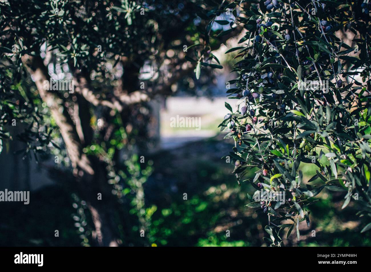 black olives on an olive tree Stock Photo - Alamy