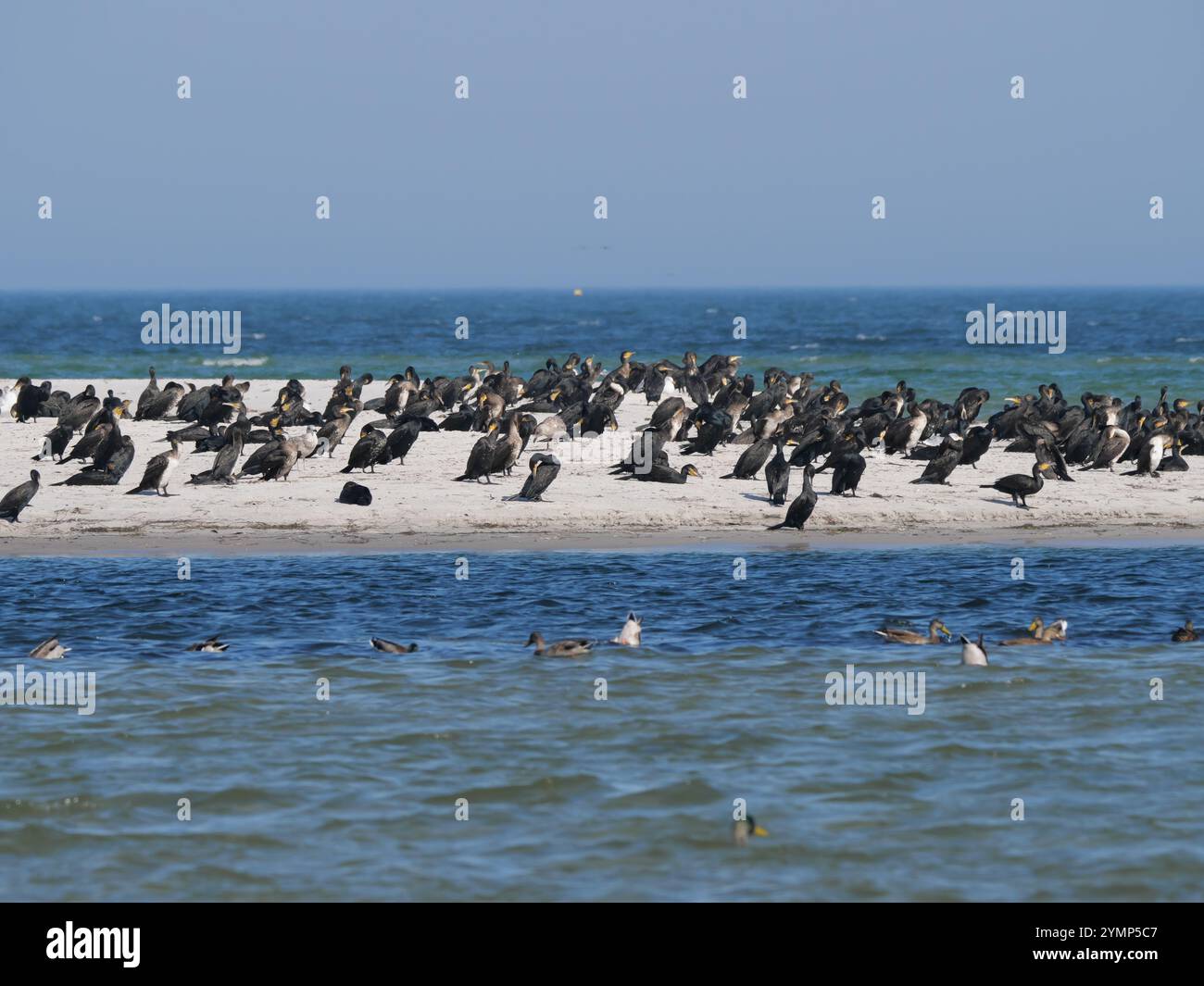 Cormorants Phalacrocorax carbo sitting on sandbanks off the beach of ...