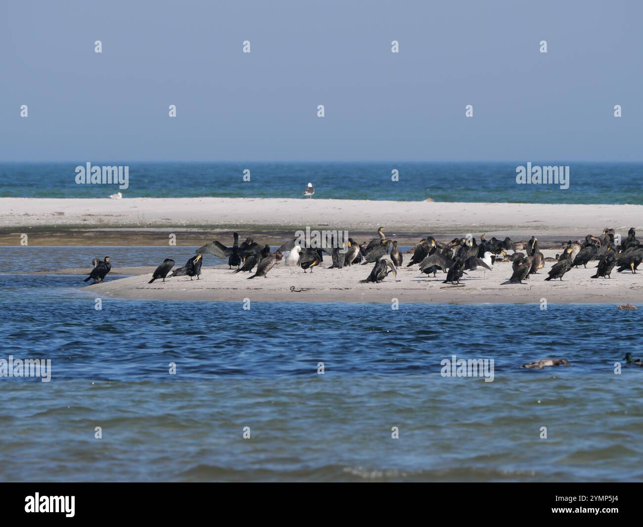 Cormorants Phalacrocorax carbo sitting on sandbanks off the beach of ...