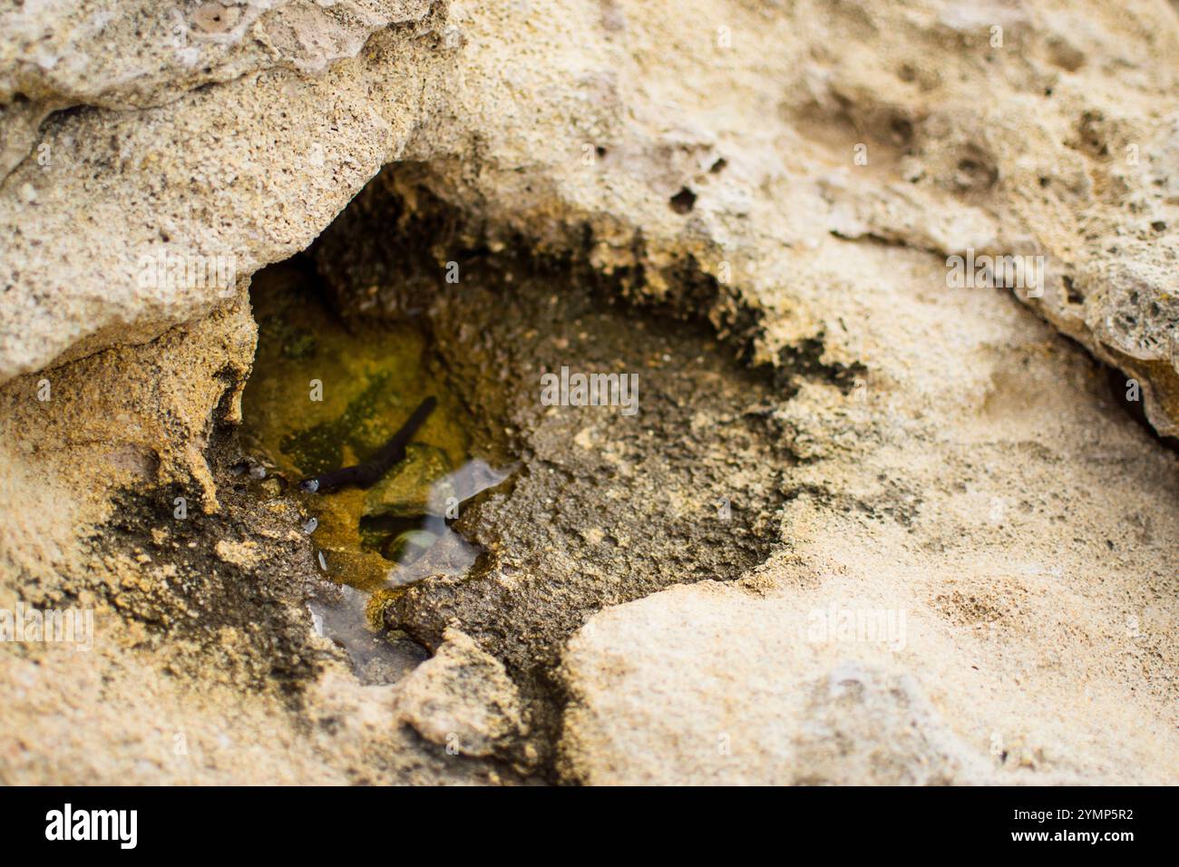 Rocky Uneven Terrain