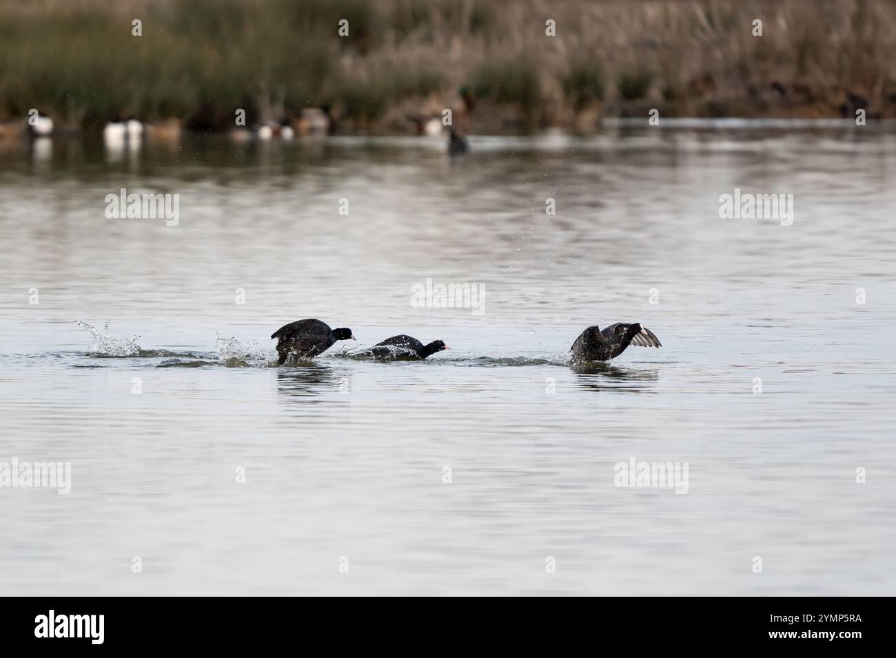 Group of coots (Fulica atra) running across the water in a wetland ...
