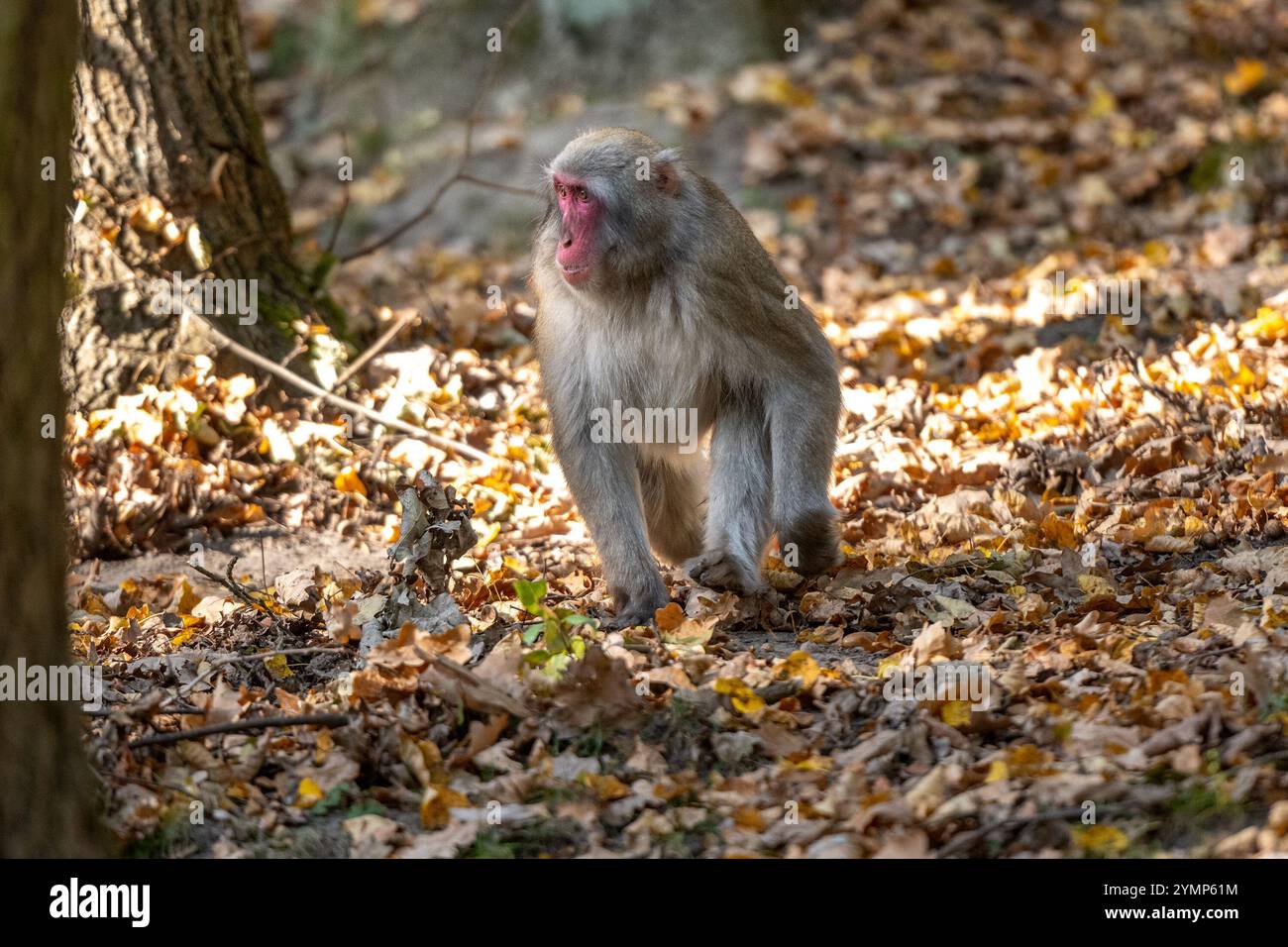Japanese Macaque Monkey Resides In Zoo Stock Photo - Alamy