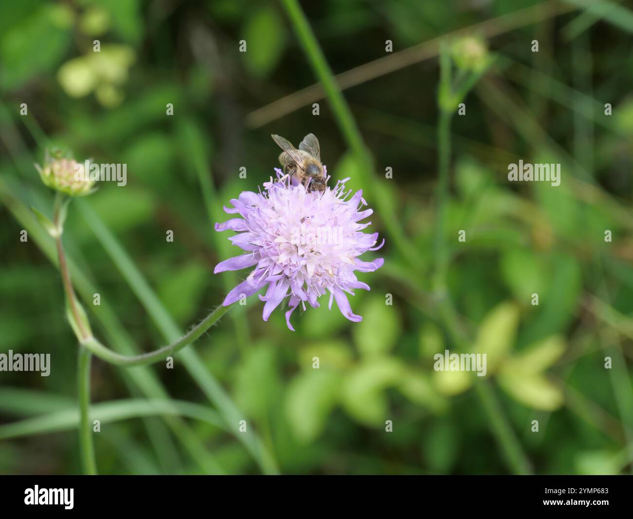 Macro photograph of the pink inflorescence of the field scabious ...