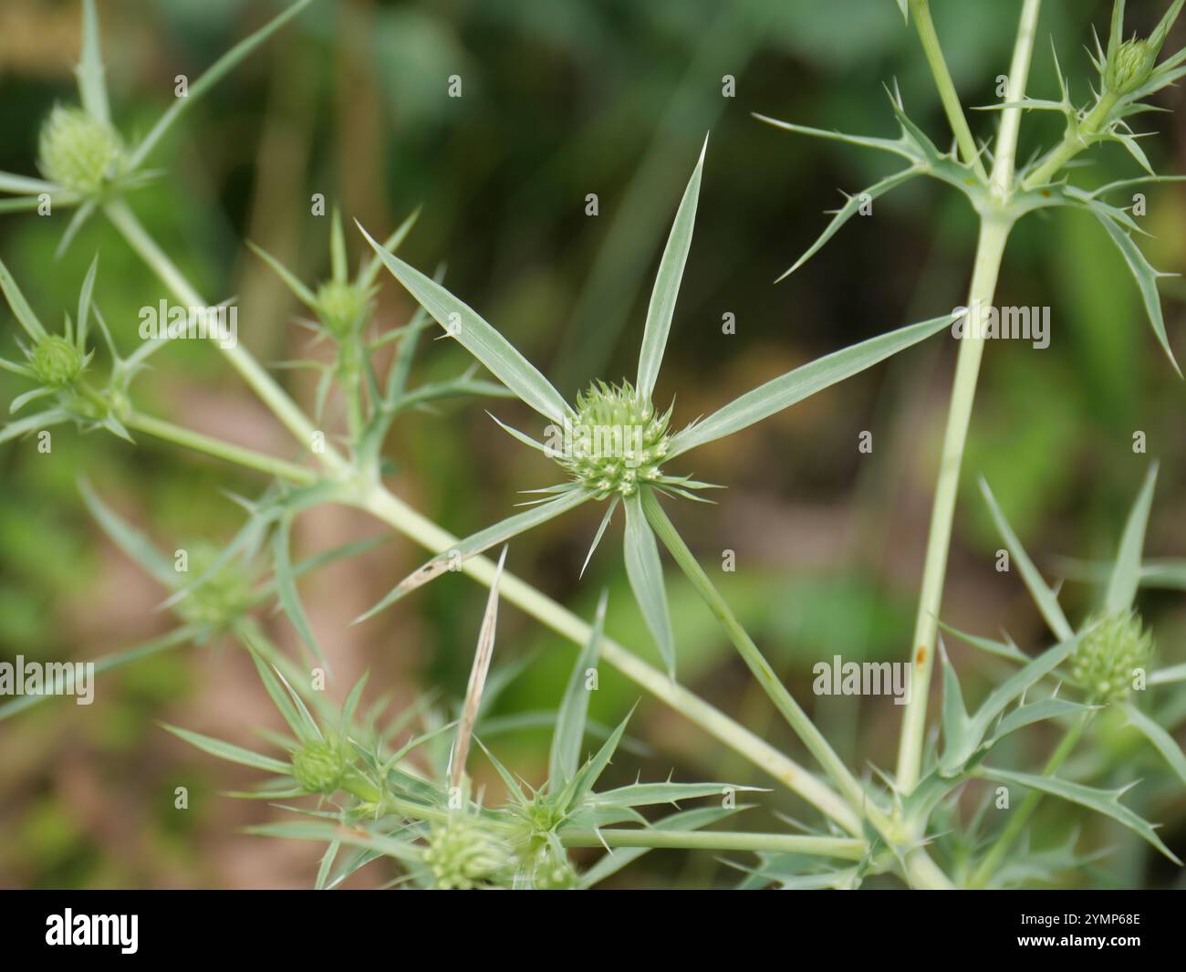 The green star-shaped inflorescences of field eryngo or Watling Street ...