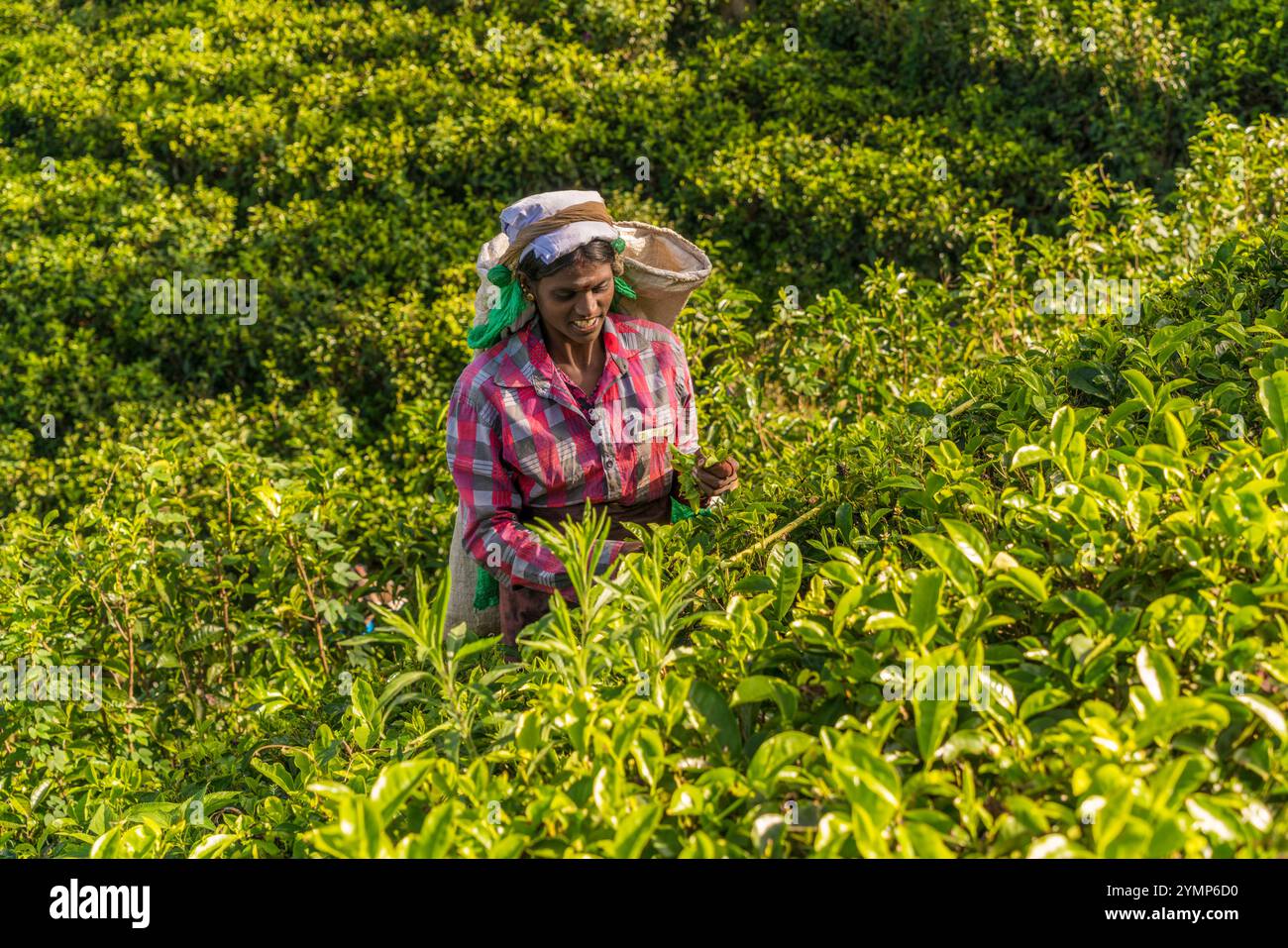 Tea pickers, Nuwara Eliya, Hill country, Sri Lanka Stock Photo - Alamy