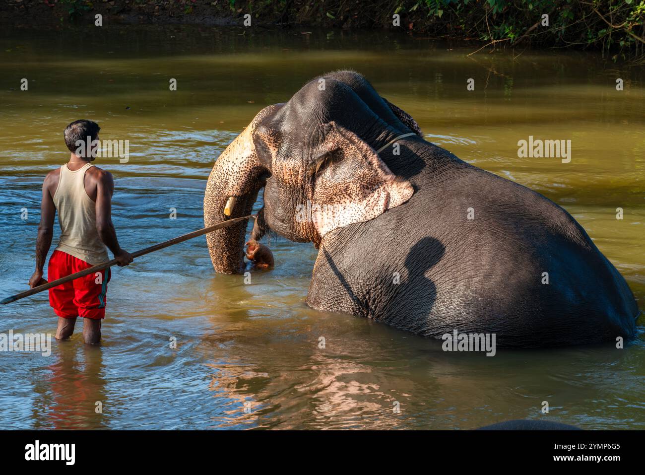 Elephant bathing and being washed by handler, Sigiriya, Sri Lanka Stock ...