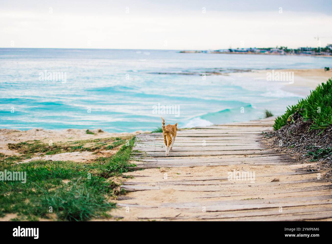 Beautiful cyprus cat beach hi-res stock photography and images - Alamy