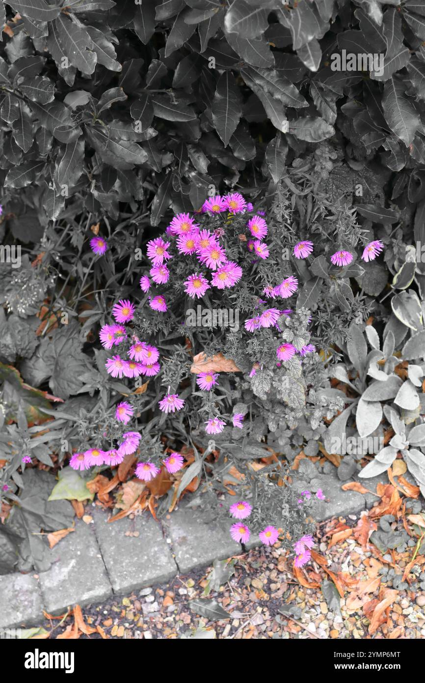 Michaelmas daisy cluster hi-res stock photography and images - Alamy