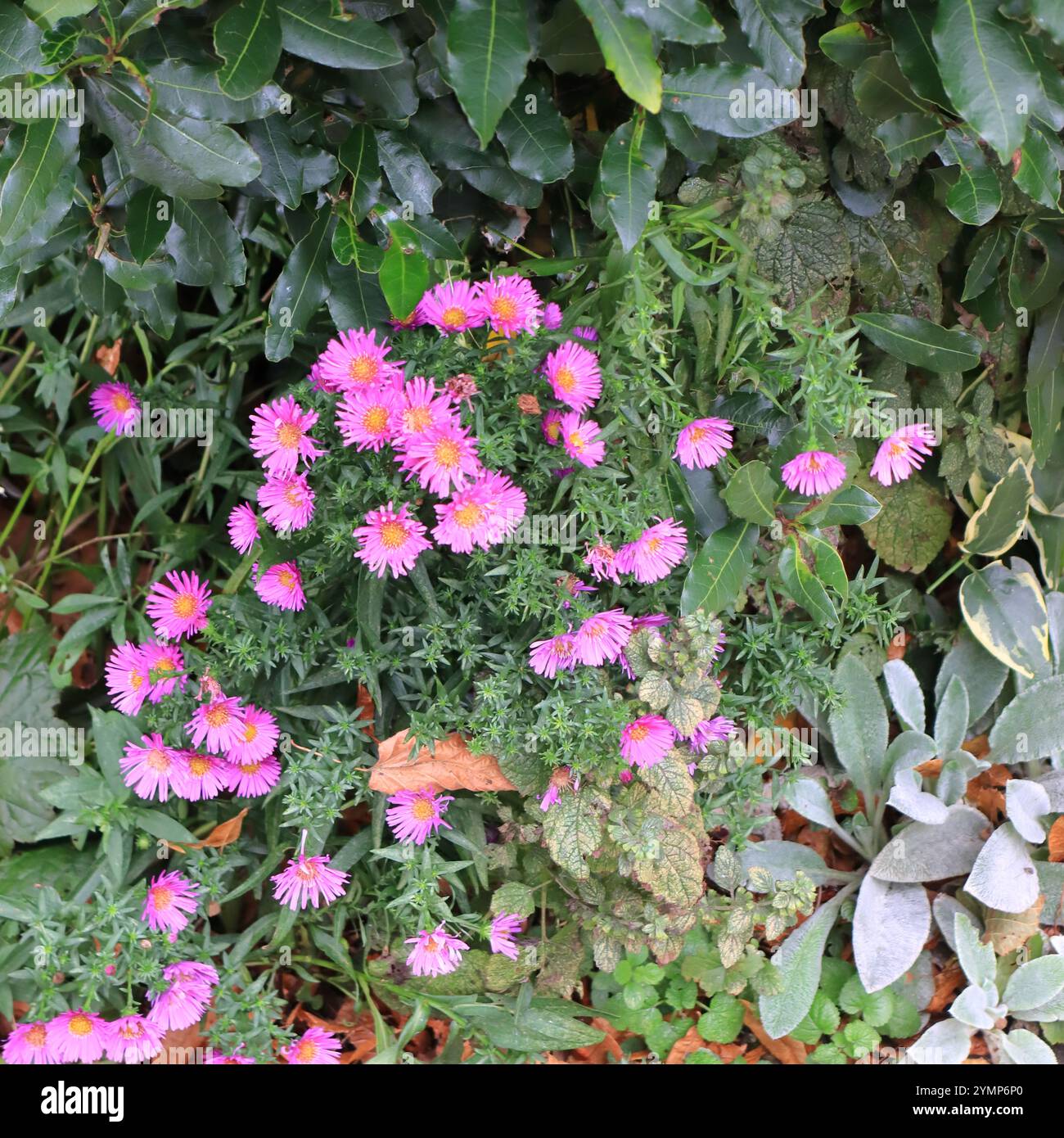 Pink set of daisies hi-res stock photography and images - Alamy