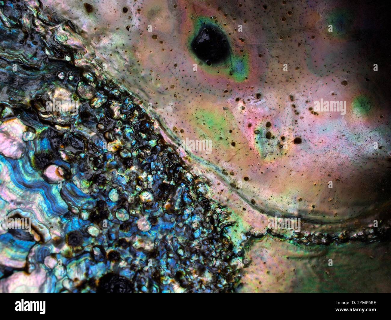 Shell displays unique textures hi-res stock photography and images - Alamy