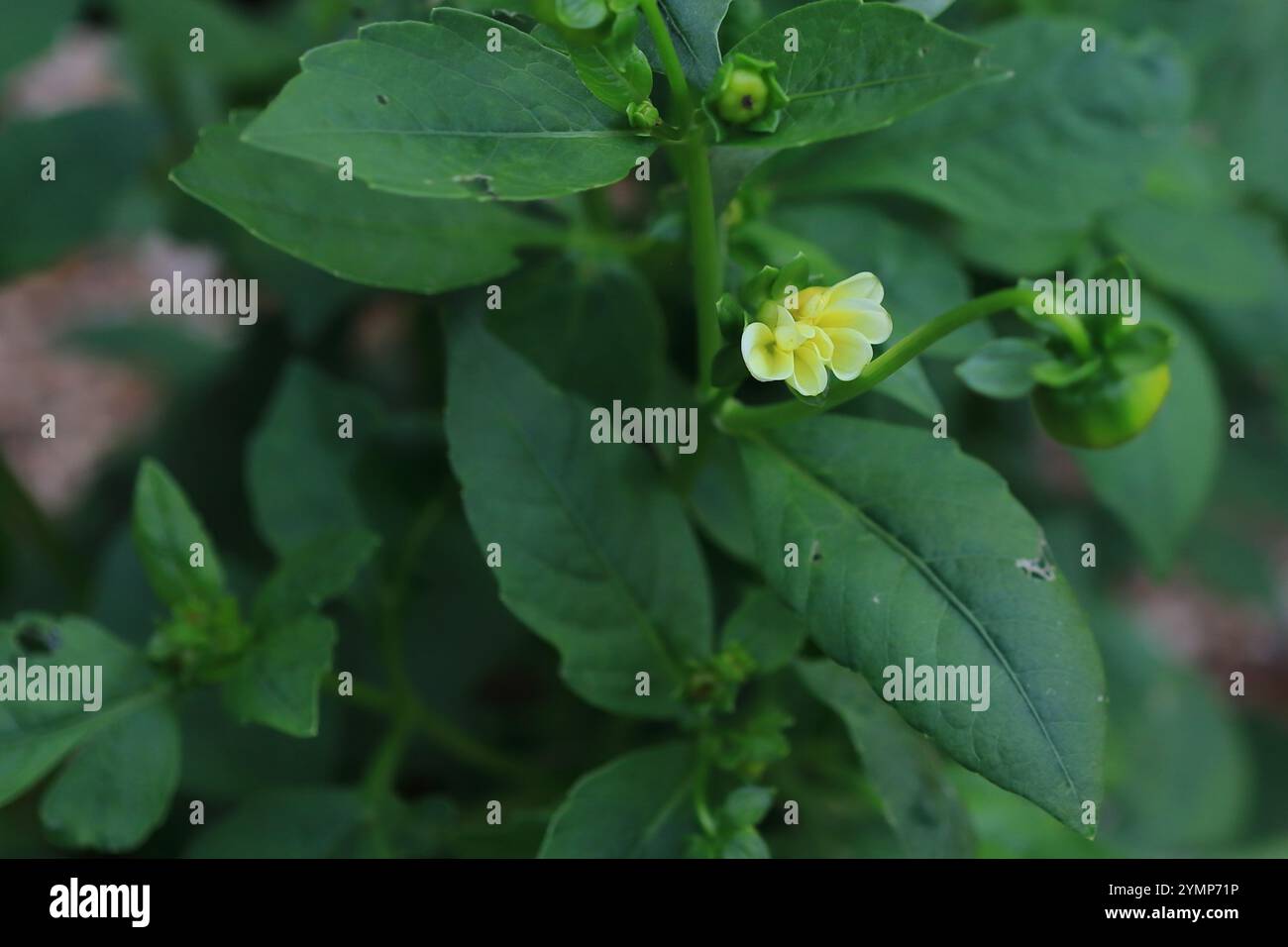 Carpesium abrotanoides hi-res stock photography and images - Alamy