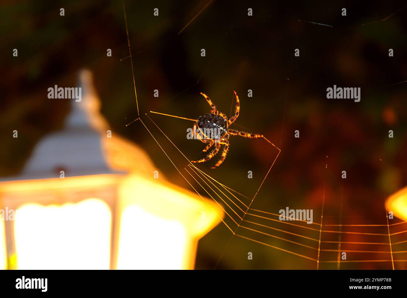 Spiders catching insects hi-res stock photography and images - Alamy