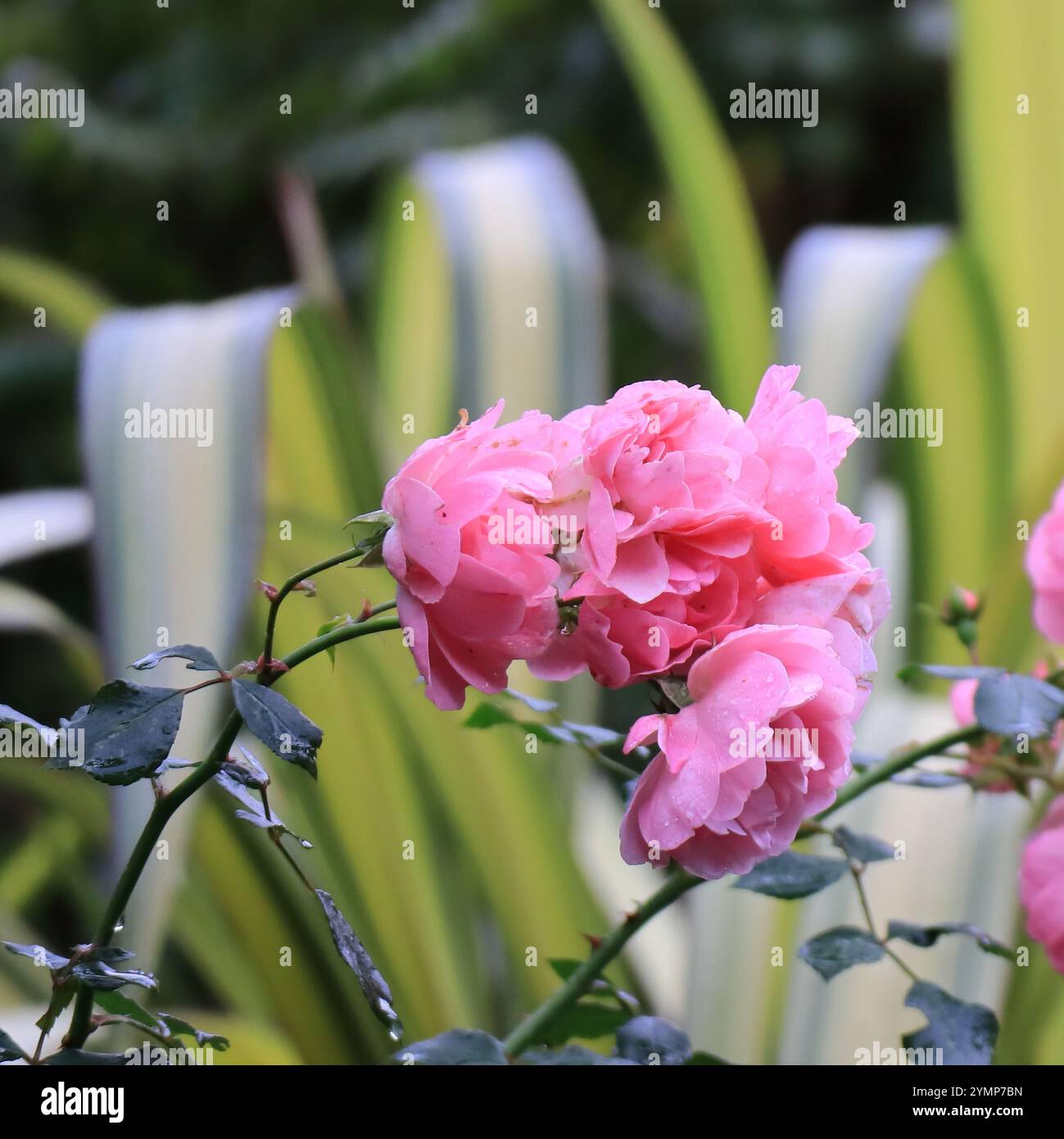 Beautiful pink peony flowers in bloom. Square frame, close up flowers ...