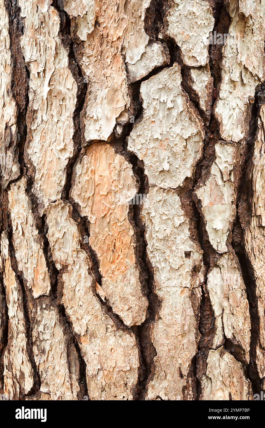 Background / texture of tree bark. Great background for photo wallpaper ...
