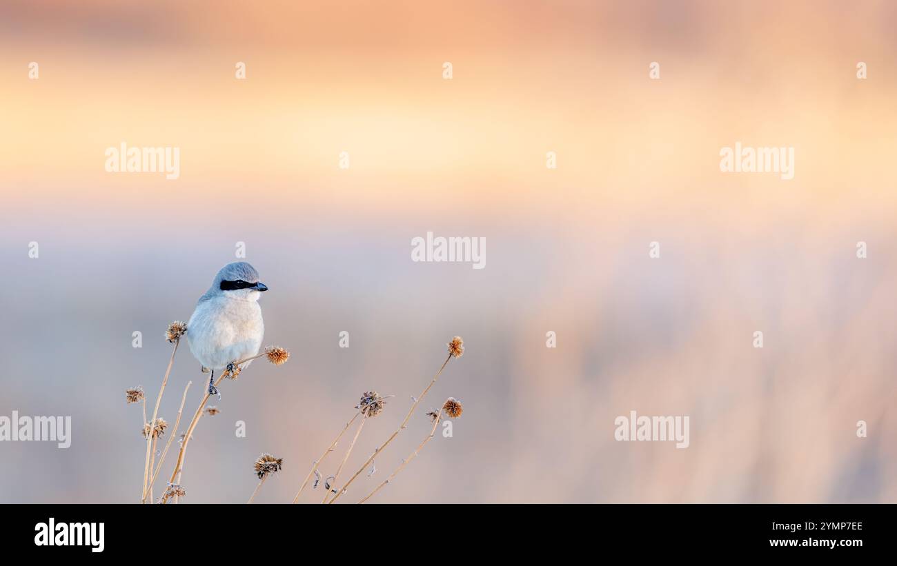 Loggerhead Shrike, Bosque del Apache National Wildlife Refuge, New ...