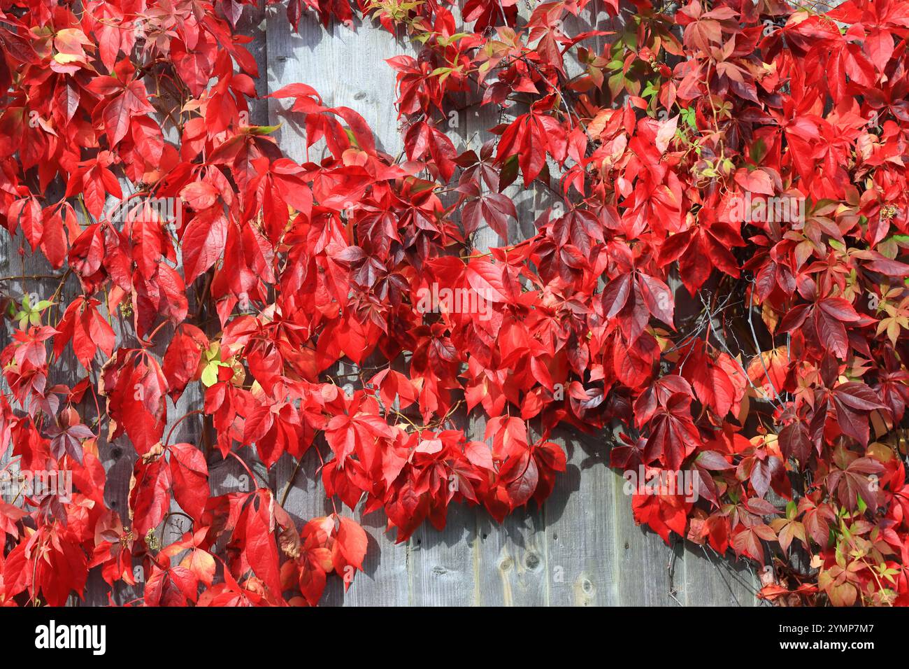 Backdrop of vibrant flora hi-res stock photography and images - Alamy