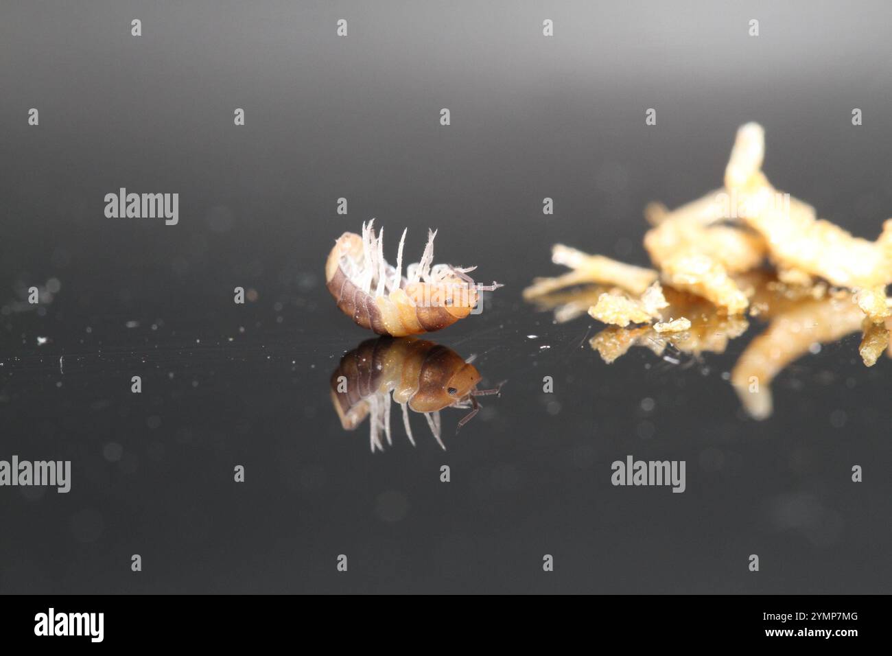 isopods woodlouse pill bugs cubaris R13 ugly ducky Stock Photo - Alamy