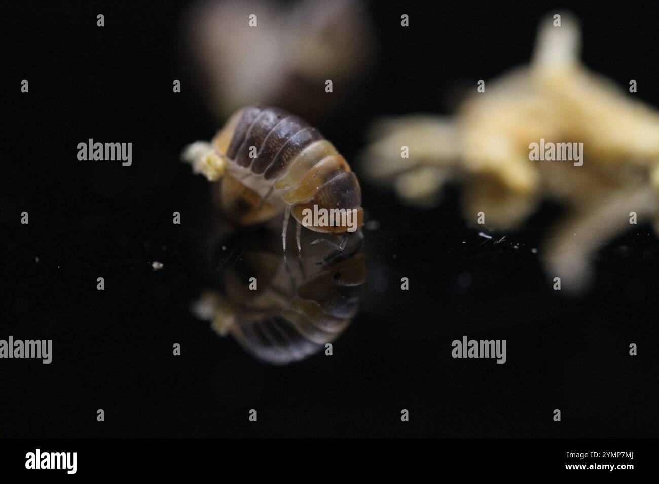 isopods woodlouse pill bugs cubaris R13 ugly ducky Stock Photo - Alamy