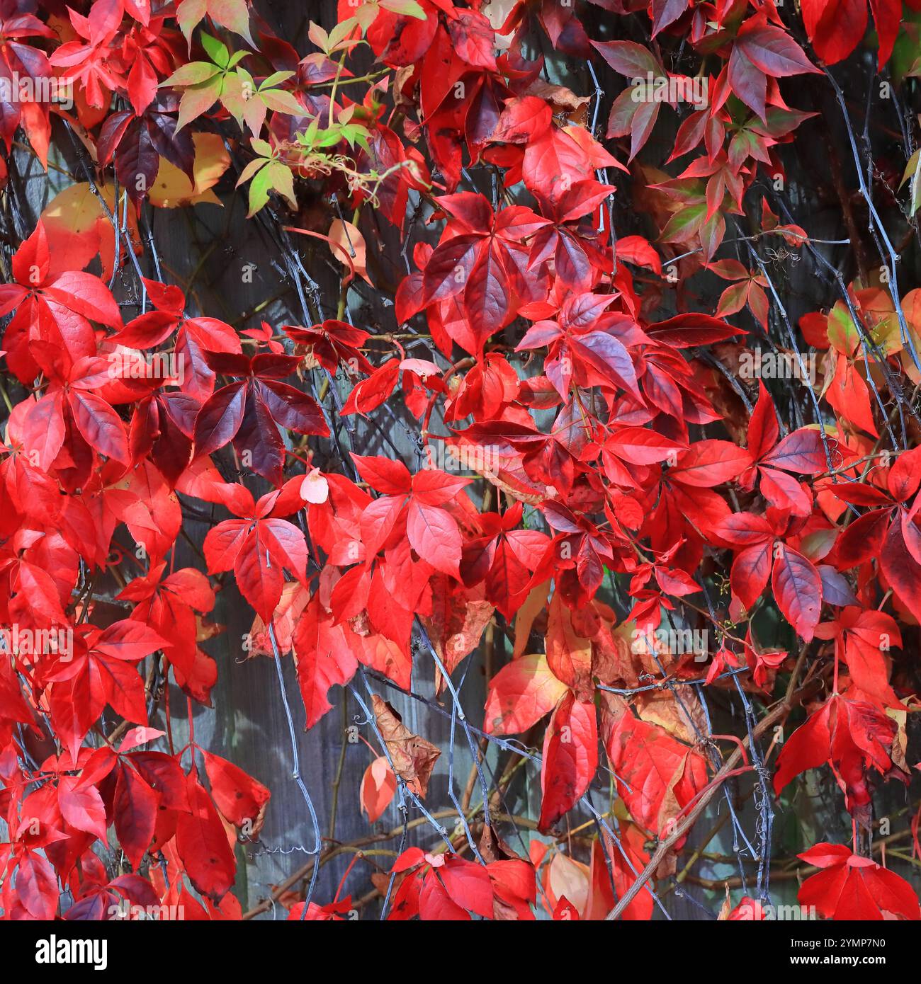 Square frame, close up of vibrant red leaves, Virginia Creeper, bright ...