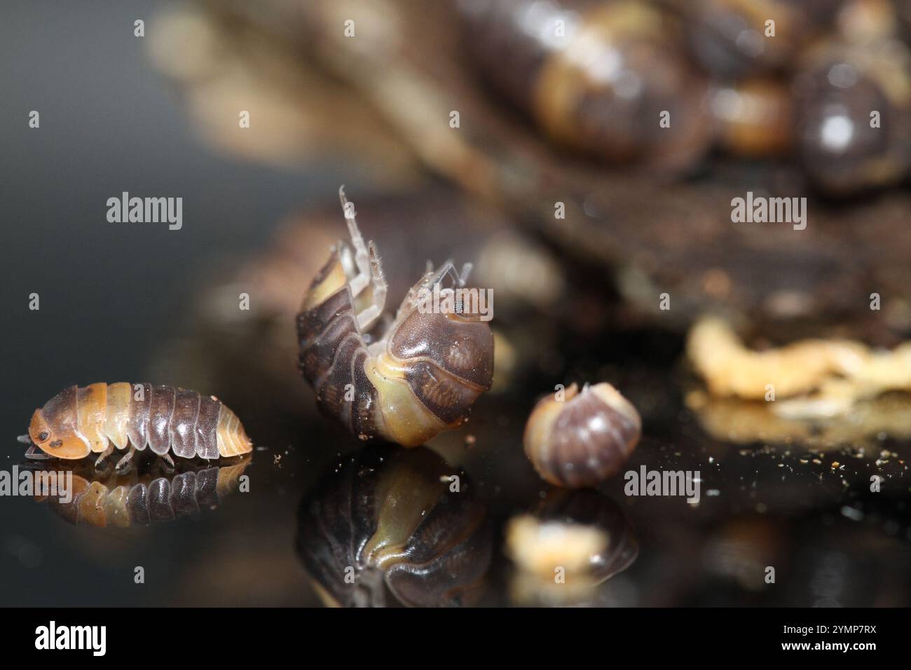 isopods woodlouse pill bugs cubaris R13 ugly ducky Stock Photo - Alamy