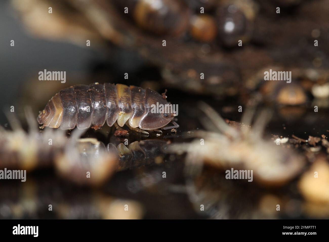 isopods woodlouse pill bugs cubaris R13 ugly ducky Stock Photo - Alamy