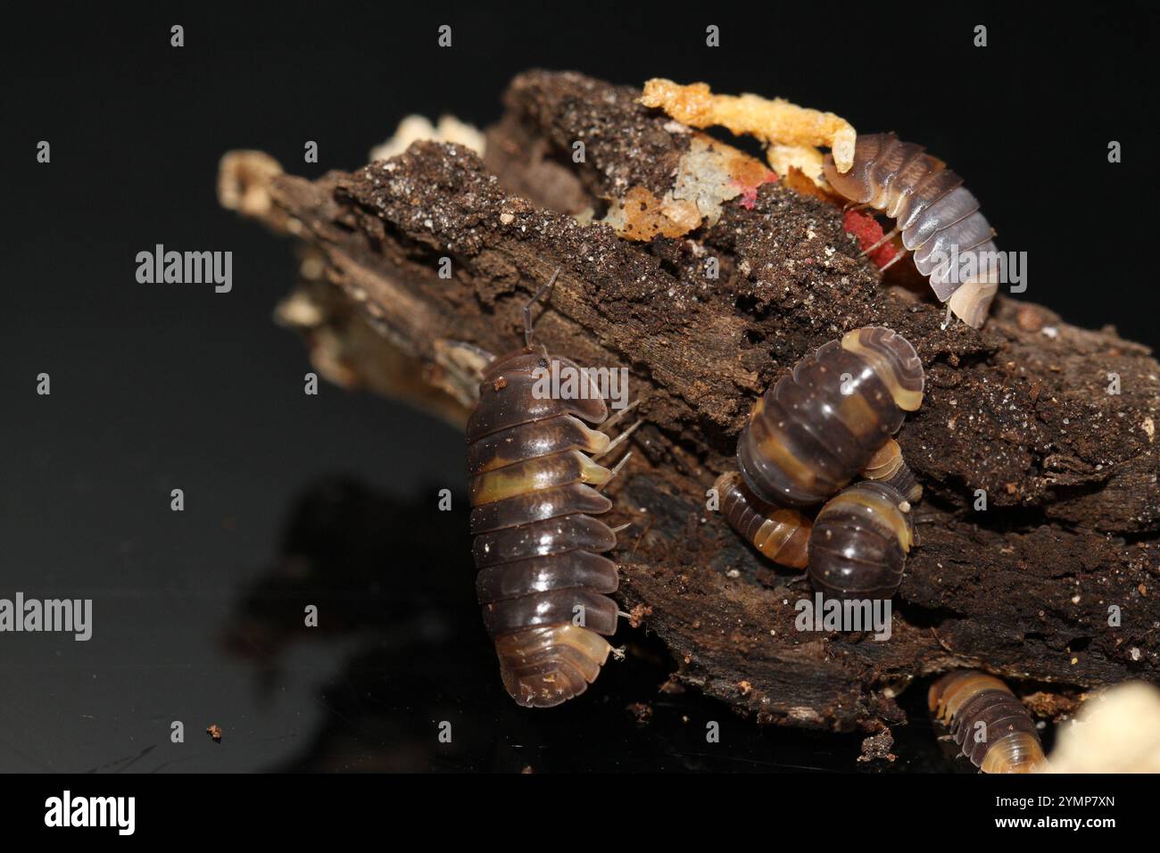 isopods woodlouse pill bugs cubaris R13 ugly ducky Stock Photo - Alamy